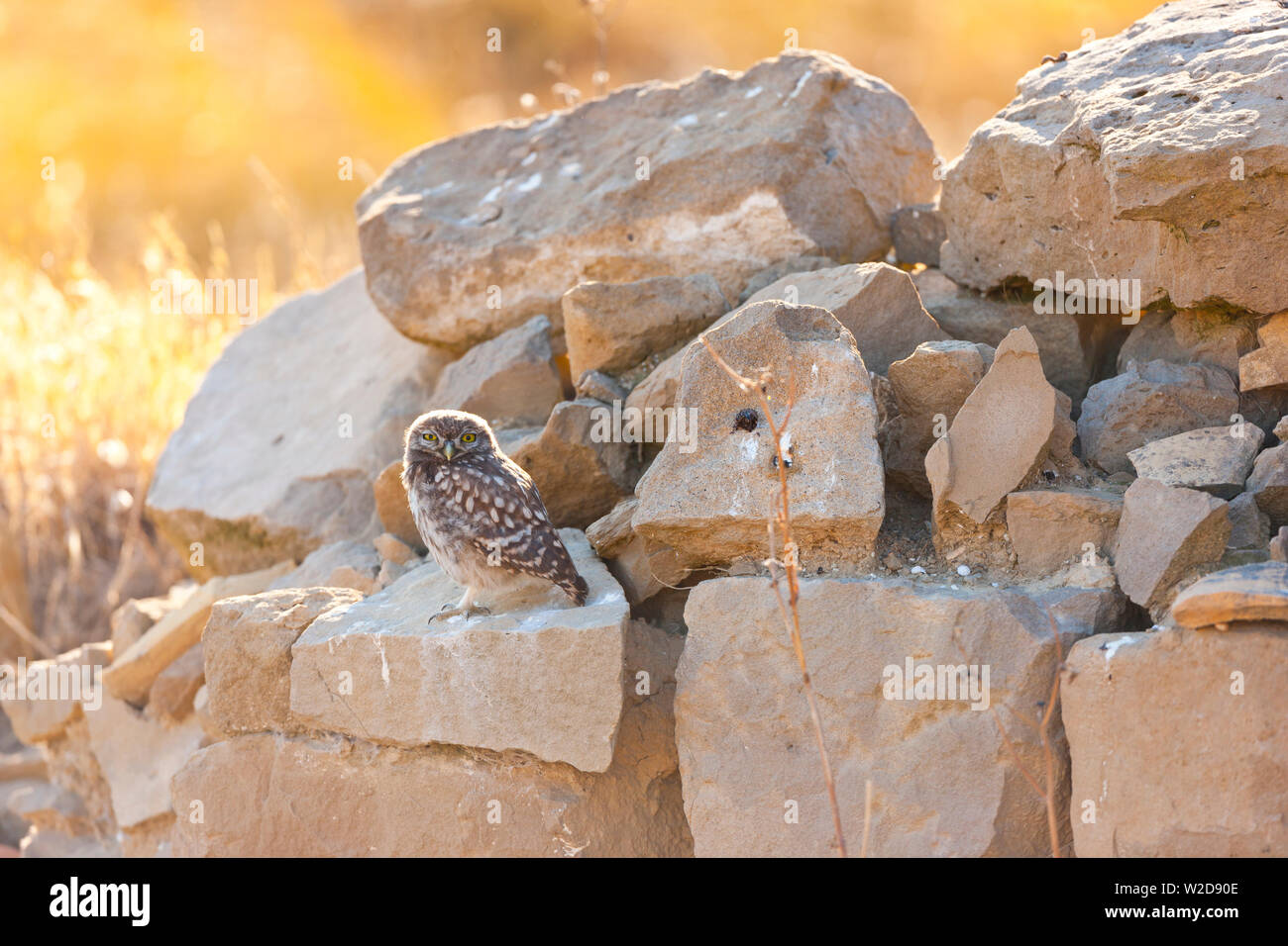 LITTLE OWL - MOCHUELO COMUN (Athene noctua Stock Photo - Alamy