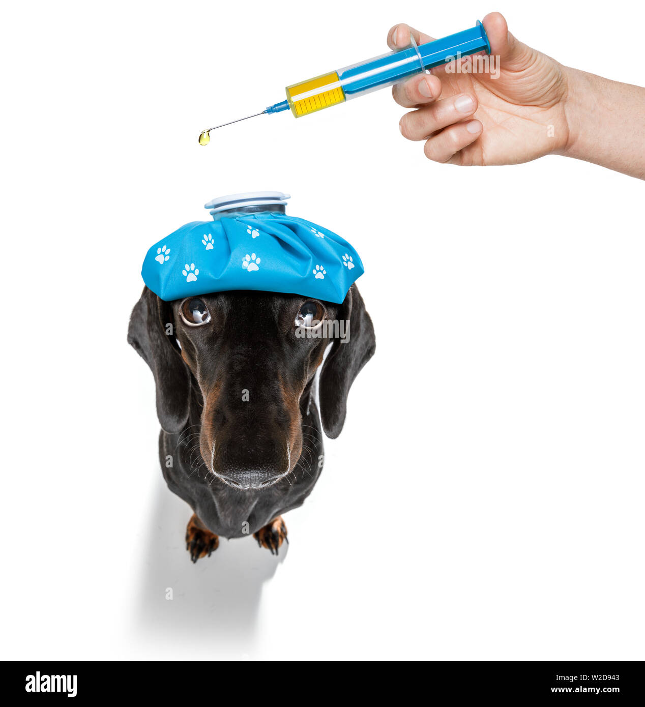 sick and ill dachshund sausage dog isolated on white background with ...