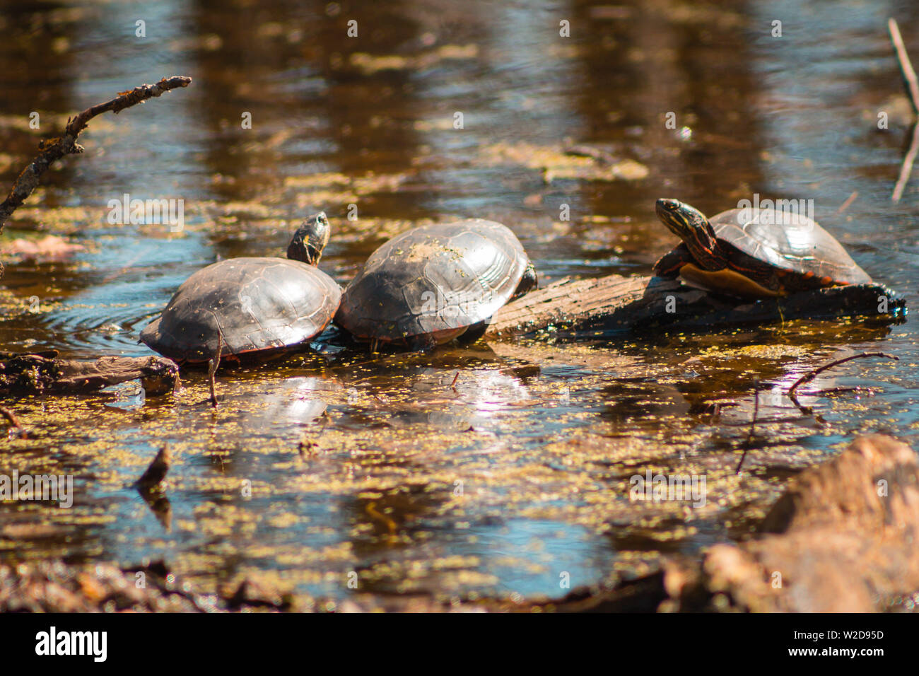 Three turtles warming themselves on a sunny day in a pond Stock Photo ...