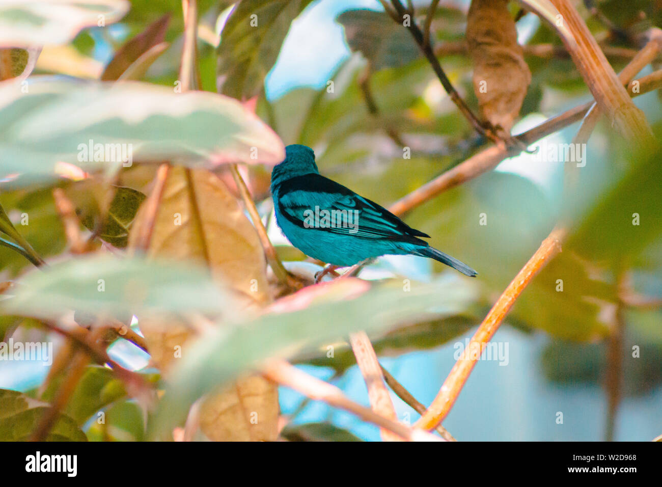 Tanager woods hi-res stock photography and images - Alamy