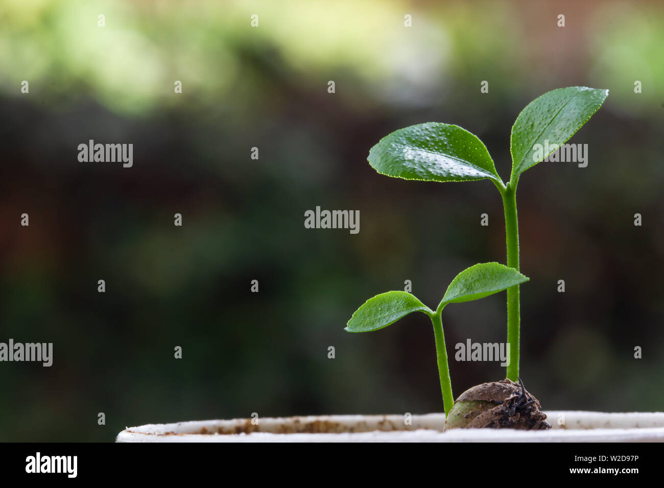 Concepts about the environment and the growth of natural trees. Small ...