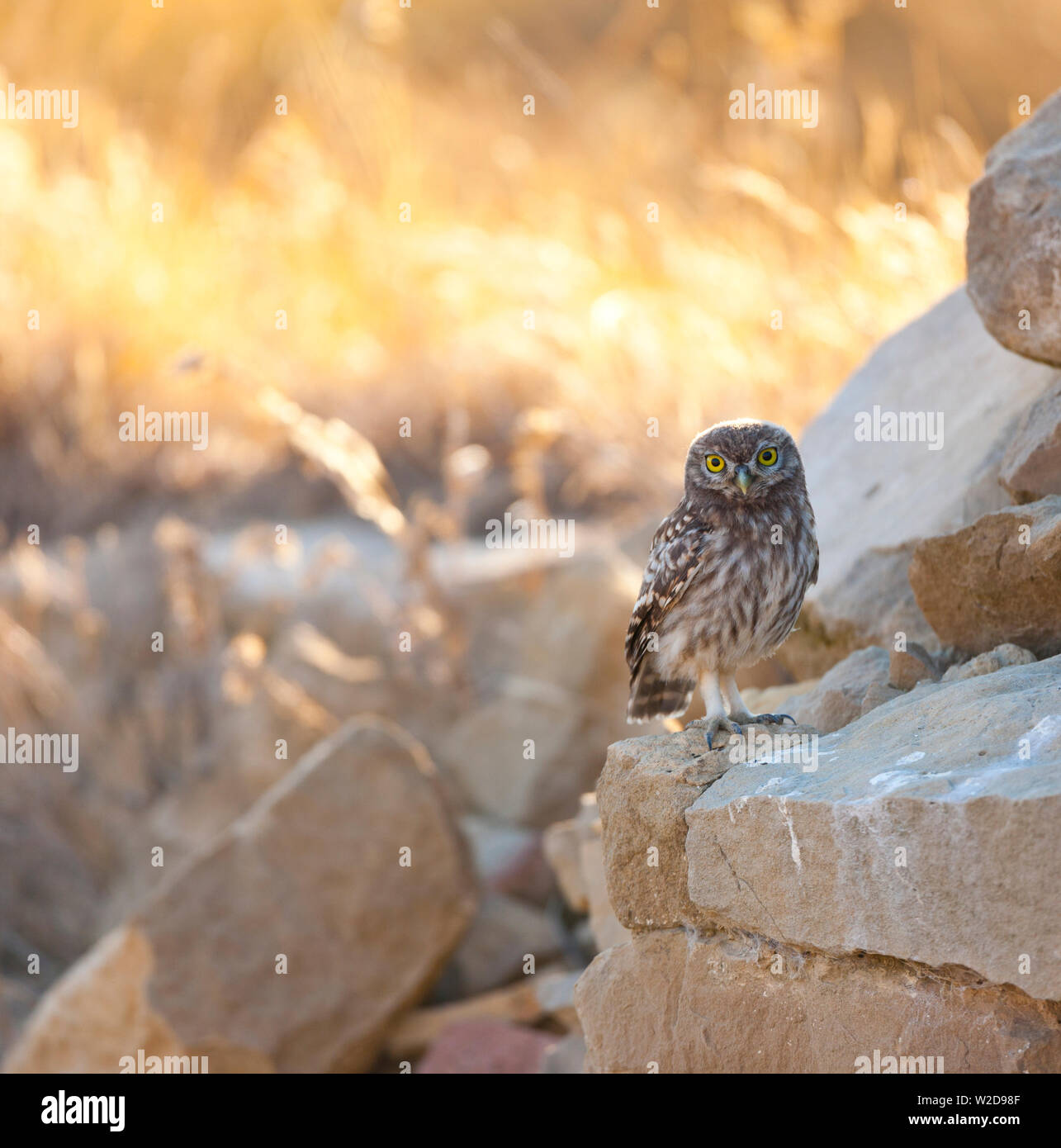 LITTLE OWL - MOCHUELO COMUN (Athene noctua Stock Photo - Alamy