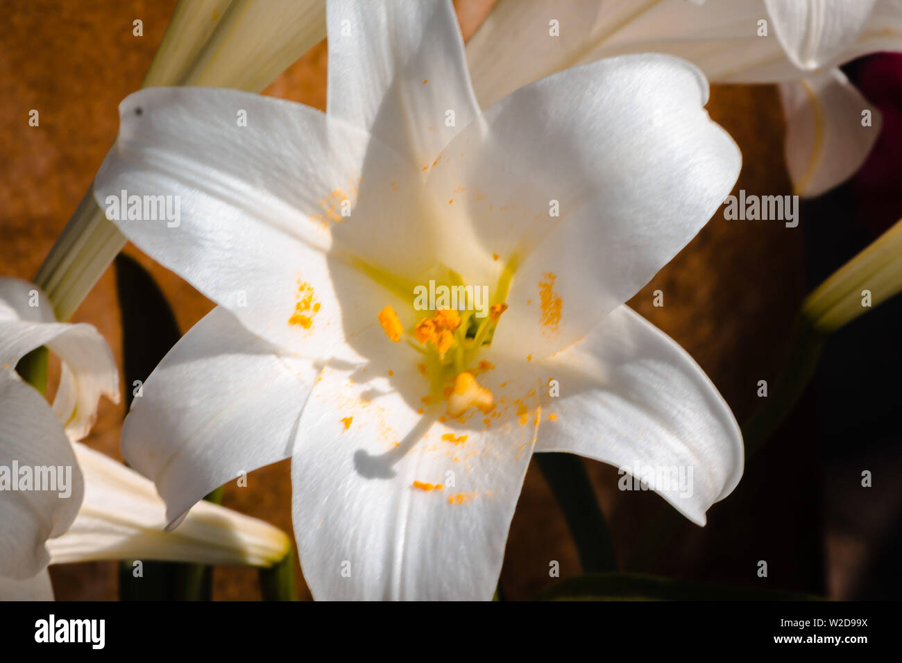 White lily blooming on a beautiful spring day Stock Photo - Alamy