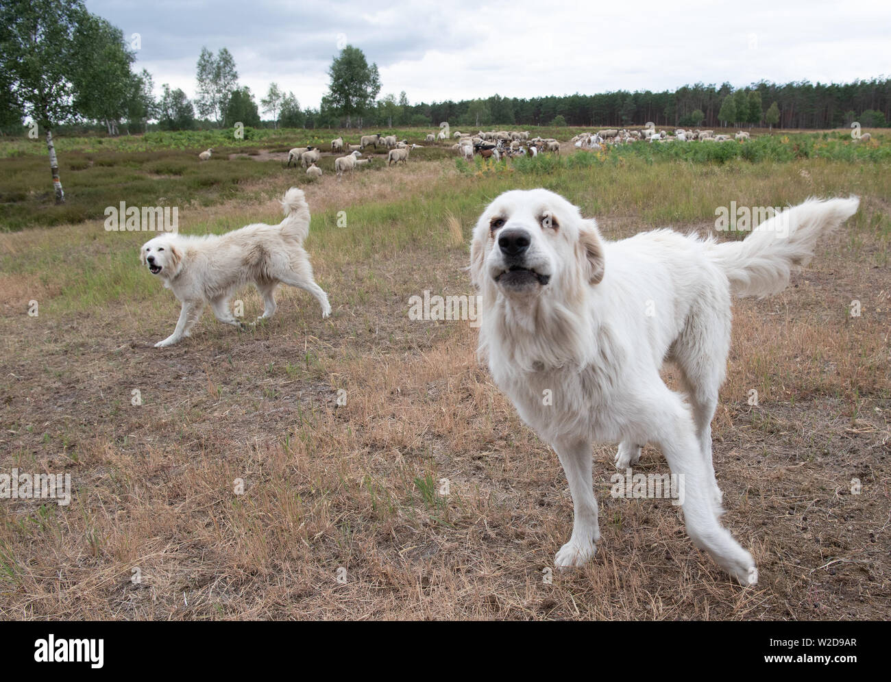 Chien des pyrenees hi-res stock photography and images - Alamy