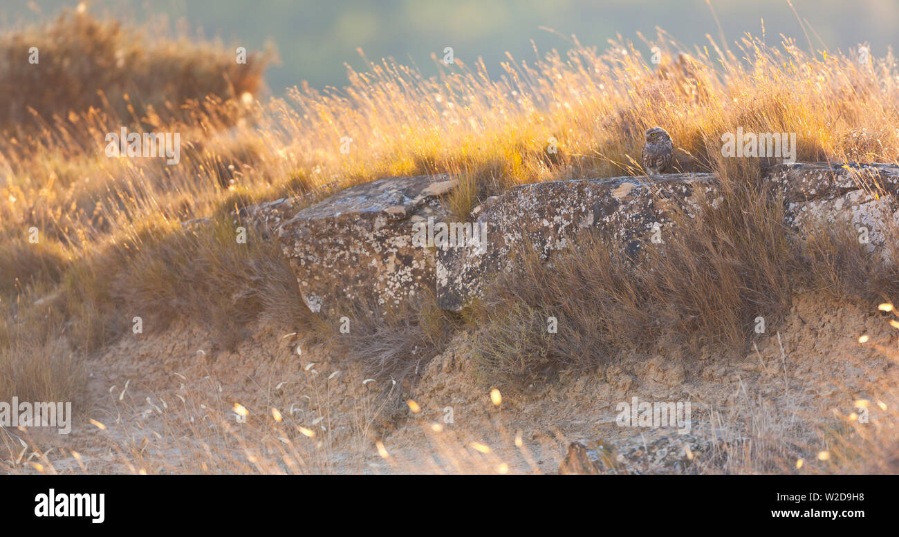 LITTLE OWL - MOCHUELO COMUN (Athene noctua Stock Photo - Alamy