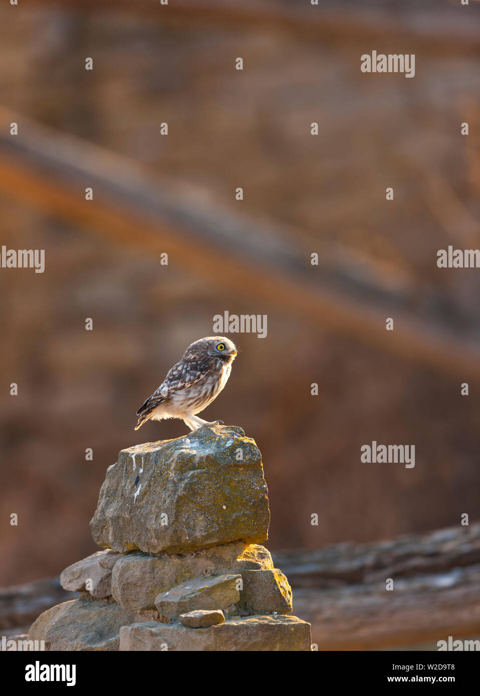 LITTLE OWL - MOCHUELO COMUN (Athene noctua Stock Photo - Alamy
