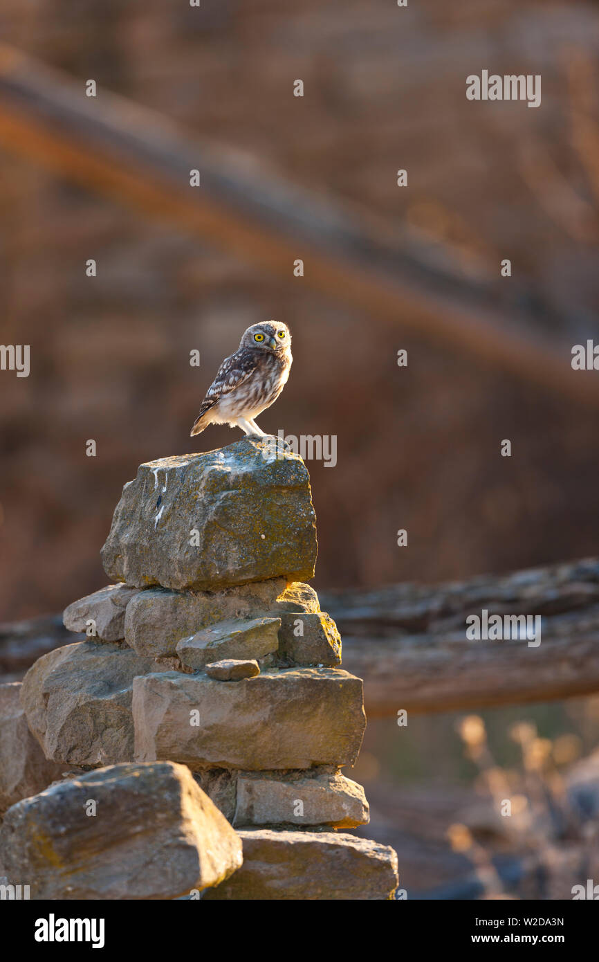 LITTLE OWL - MOCHUELO COMUN (Athene noctua Stock Photo - Alamy