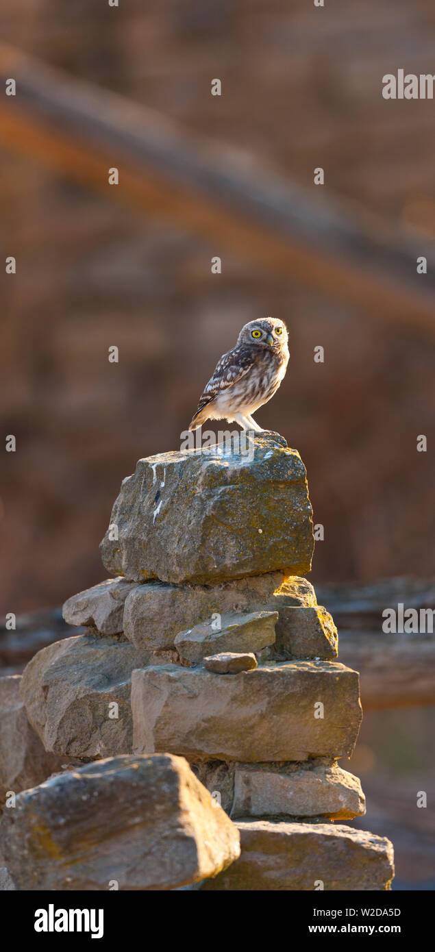 LITTLE OWL - MOCHUELO COMUN (Athene noctua Stock Photo - Alamy