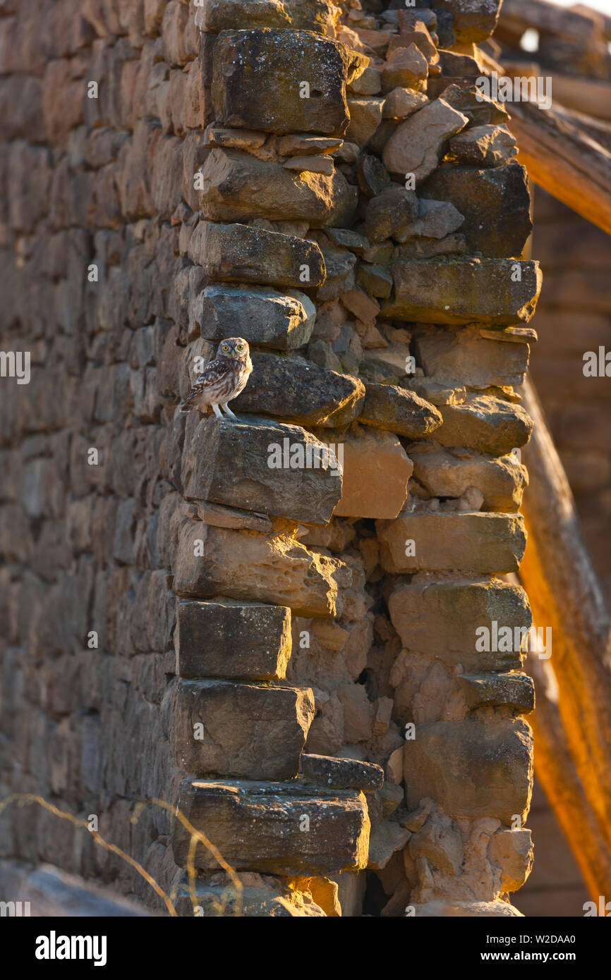 LITTLE OWL - MOCHUELO COMUN (Athene noctua Stock Photo - Alamy