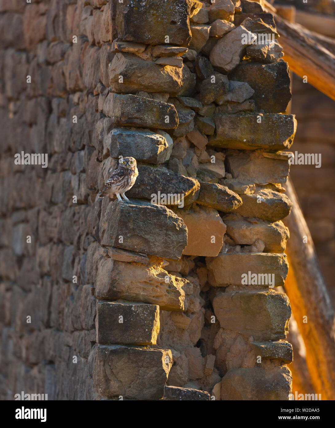 LITTLE OWL - MOCHUELO COMUN (Athene noctua Stock Photo - Alamy