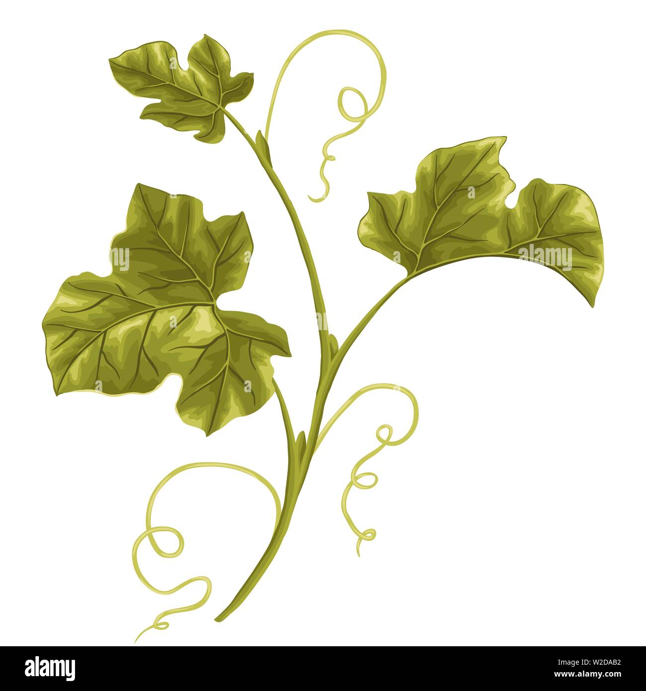 Spring vine Stock Vector Images - Alamy