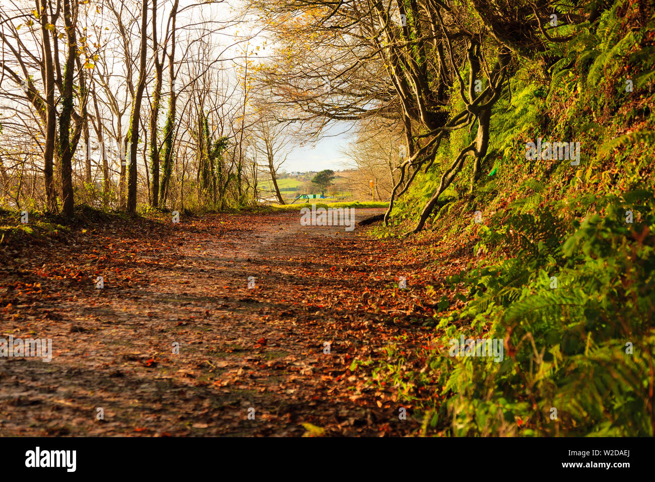 Autumn Pathway. Co.Cork, Ireland. Park Road. Landscape with the ...