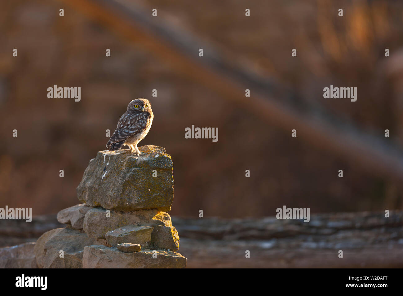 LITTLE OWL - MOCHUELO COMUN (Athene noctua Stock Photo - Alamy