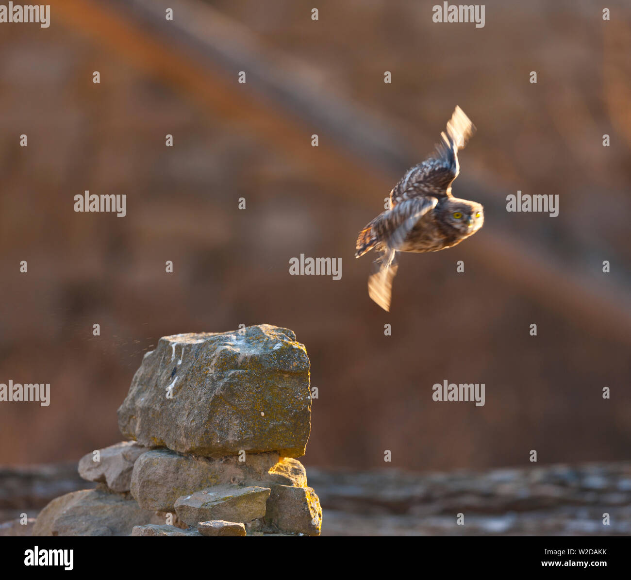 LITTLE OWL - MOCHUELO COMUN (Athene noctua Stock Photo - Alamy
