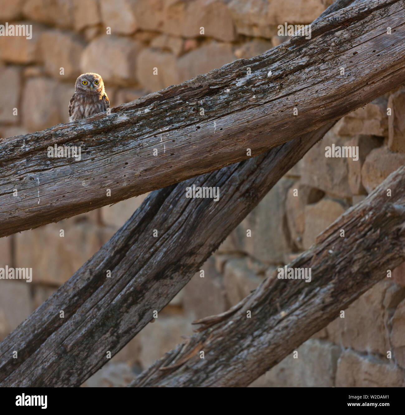 LITTLE OWL - MOCHUELO COMUN (Athene noctua Stock Photo - Alamy