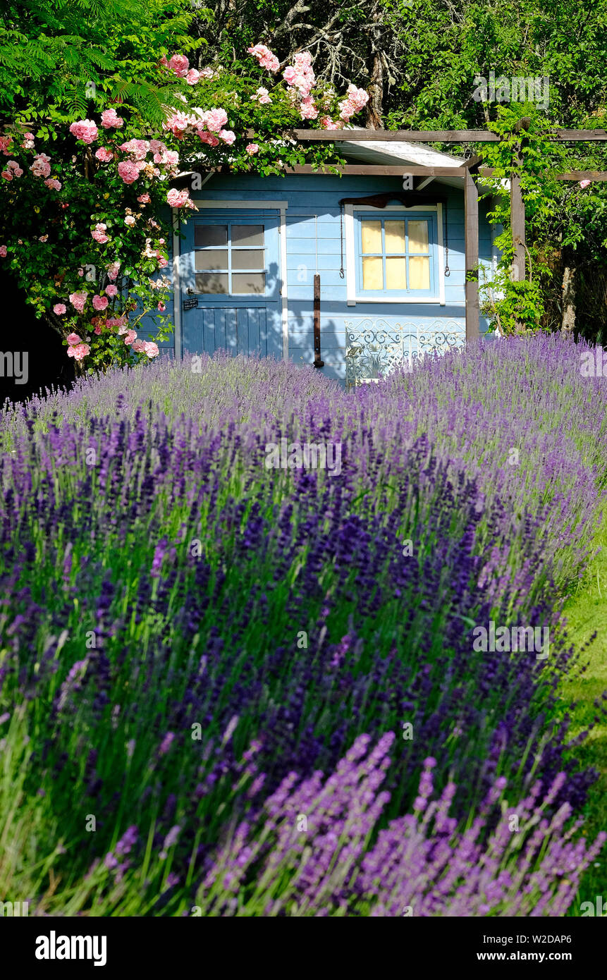 Lavender garden house hi-res stock photography and images - Alamy