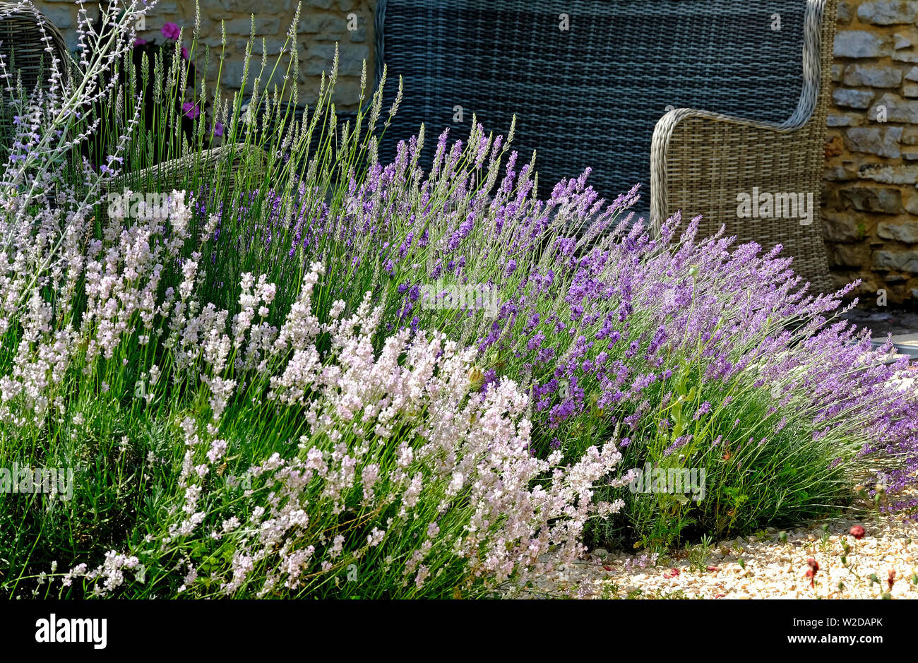 Purple and lavender flowers hi-res stock photography and images - Alamy