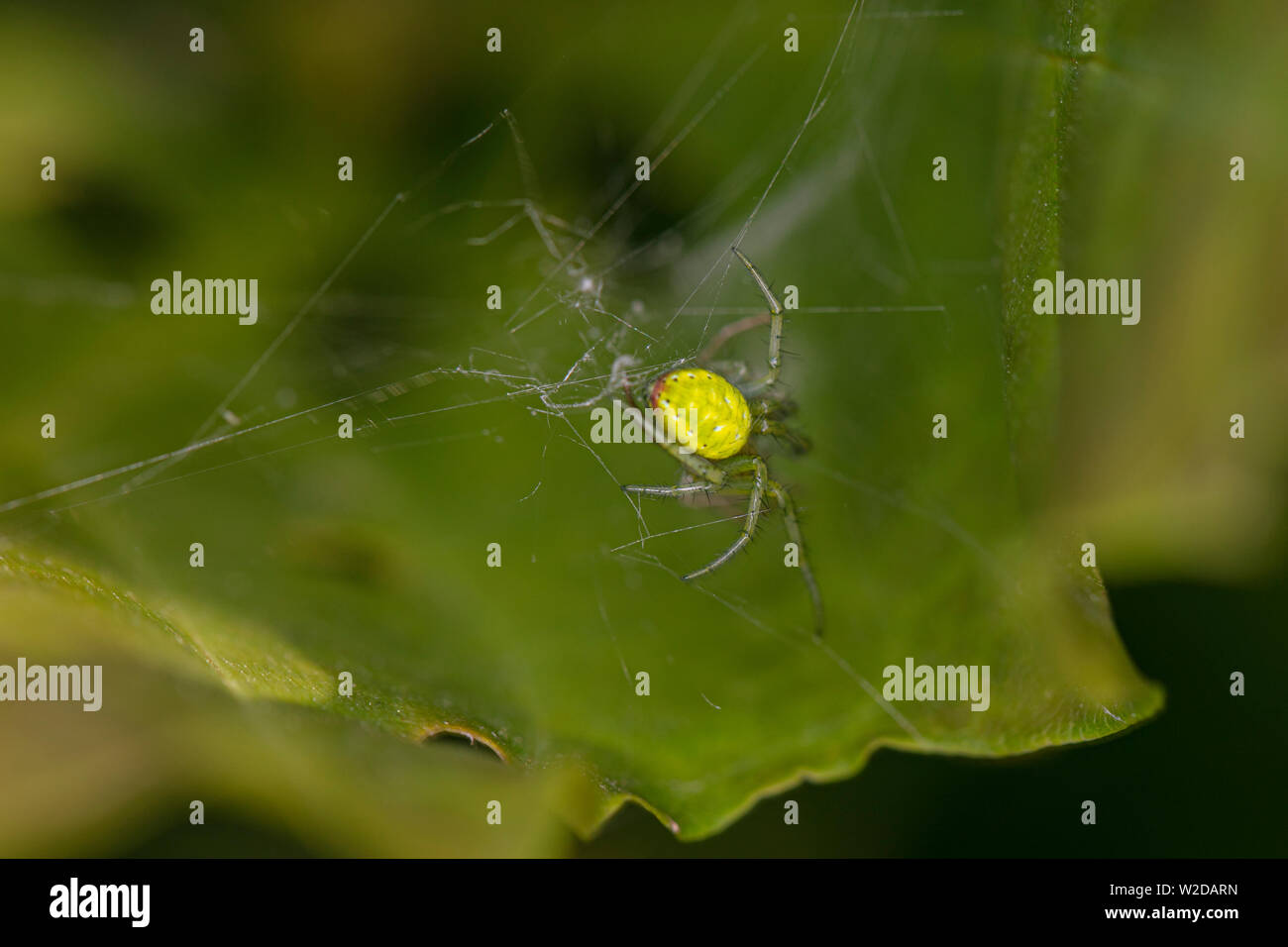 spider with yellow back on the spider web Stock Photo - Alamy