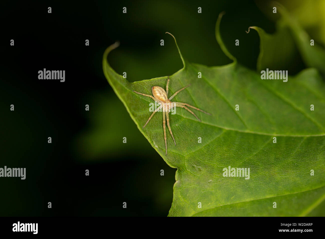 Microscopic hairs spider hi-res stock photography and images - Alamy