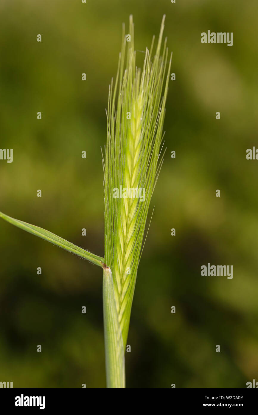 blade of rye, extreme close-up Stock Photo - Alamy