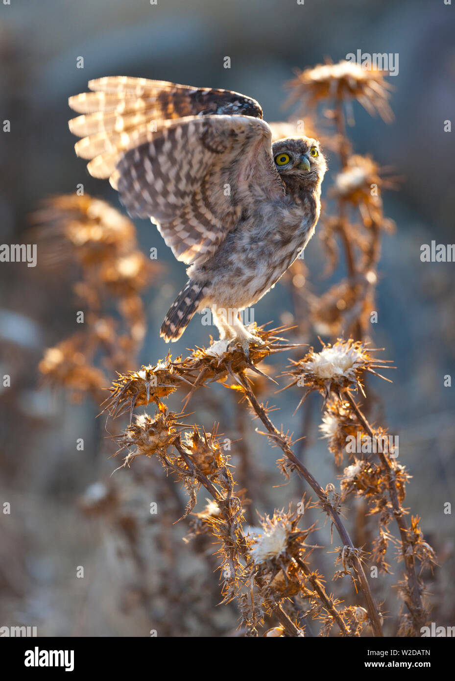 LITTLE OWL - MOCHUELO COMUN (Athene noctua Stock Photo - Alamy