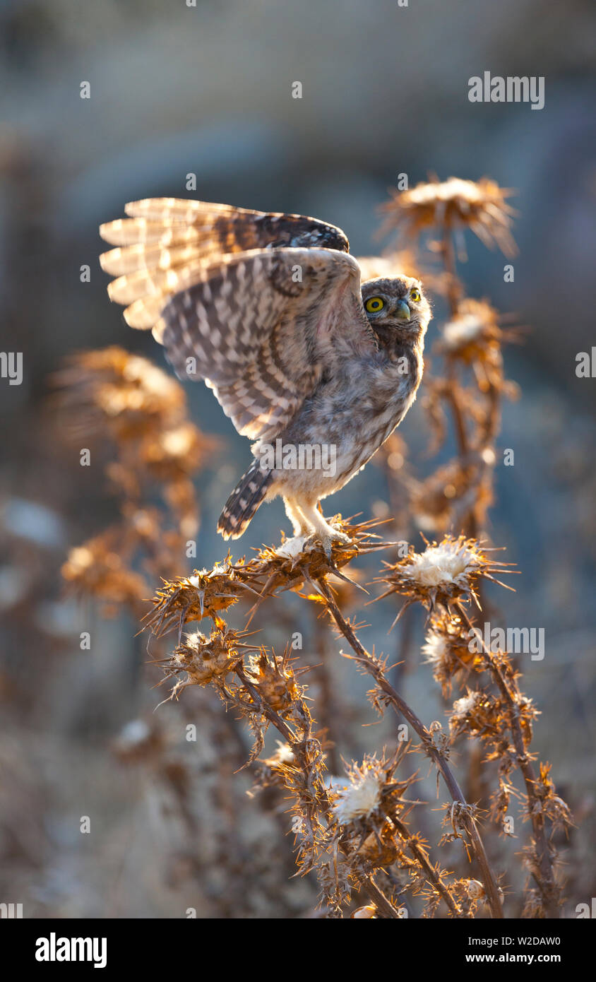 LITTLE OWL - MOCHUELO COMUN (Athene noctua Stock Photo - Alamy