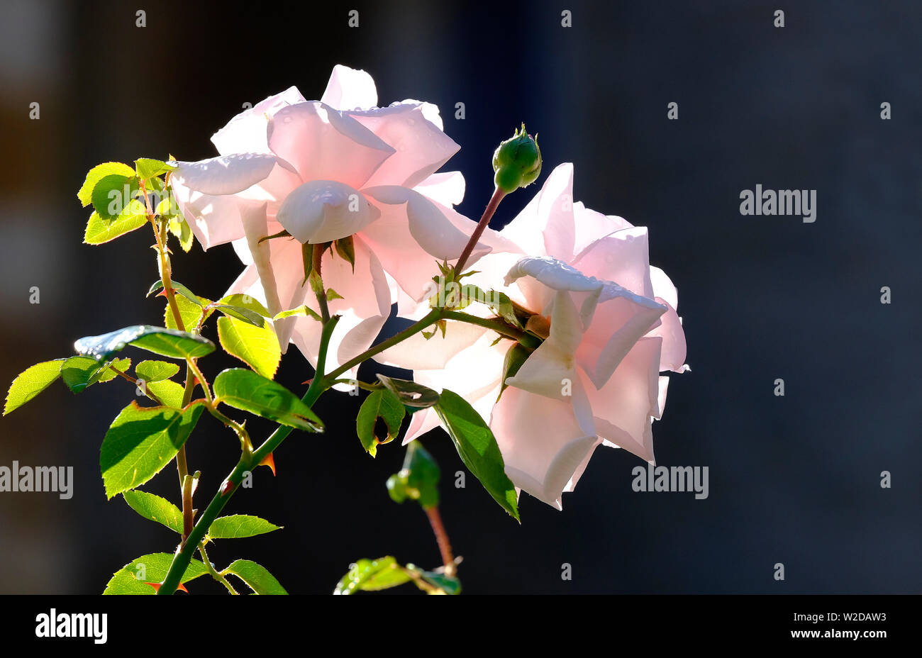 Valley of the roses hi-res stock photography and images - Alamy