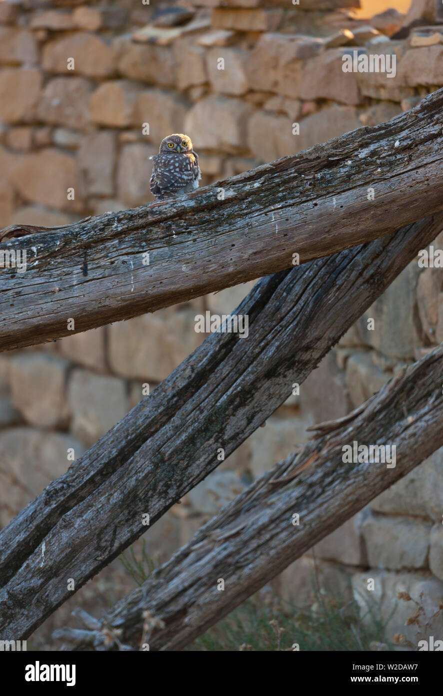 LITTLE OWL - MOCHUELO COMUN (Athene noctua Stock Photo - Alamy