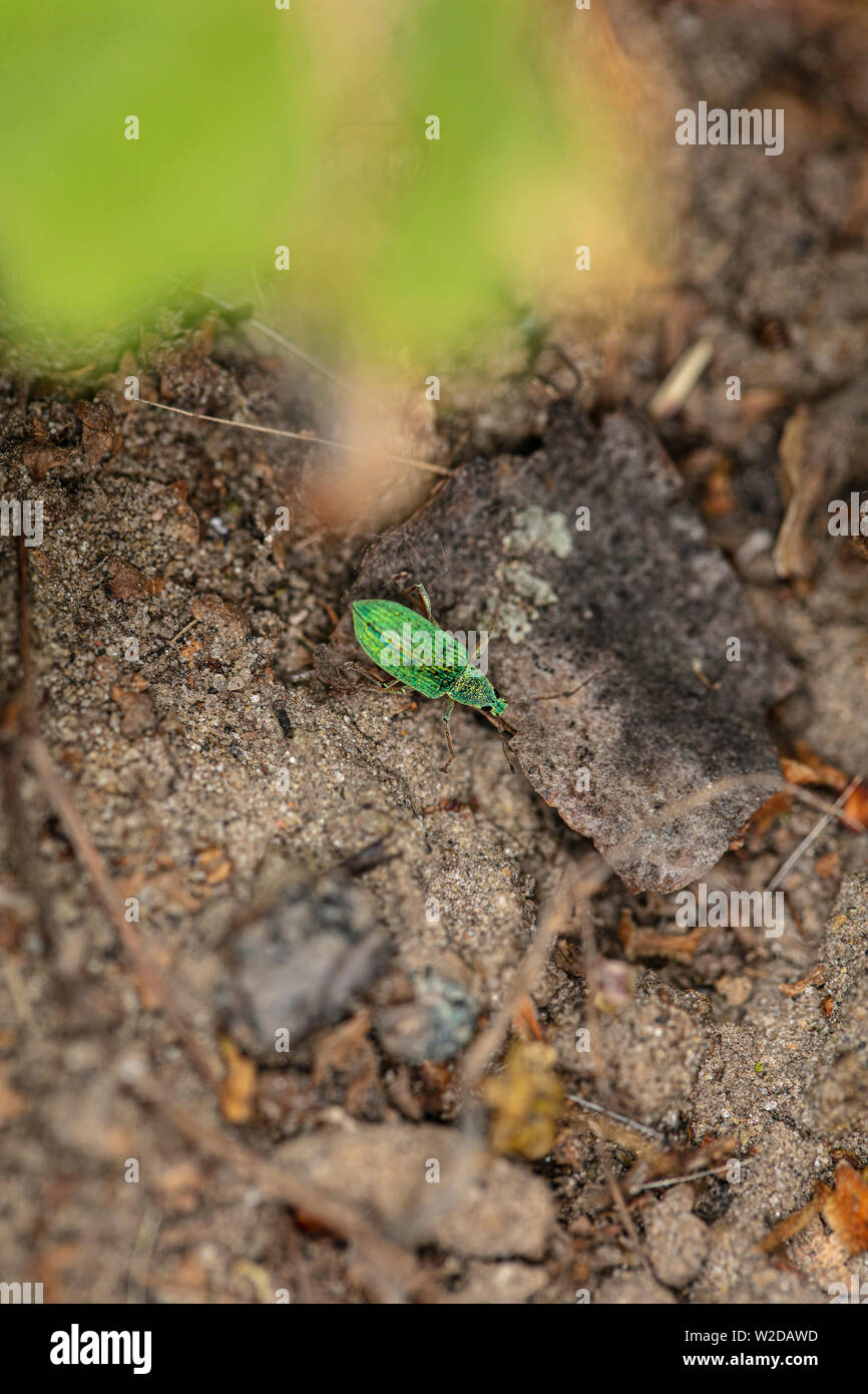 Polydrusus sericeus, Green Immigrant Leaf Weevil, walking in nature ...