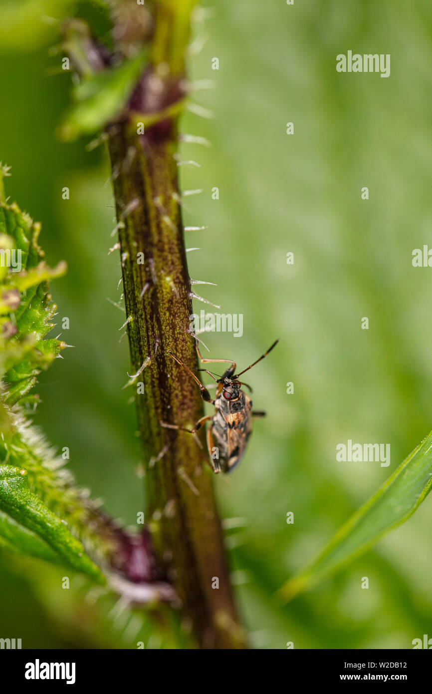 a small insect climbs a green stem Stock Photo - Alamy