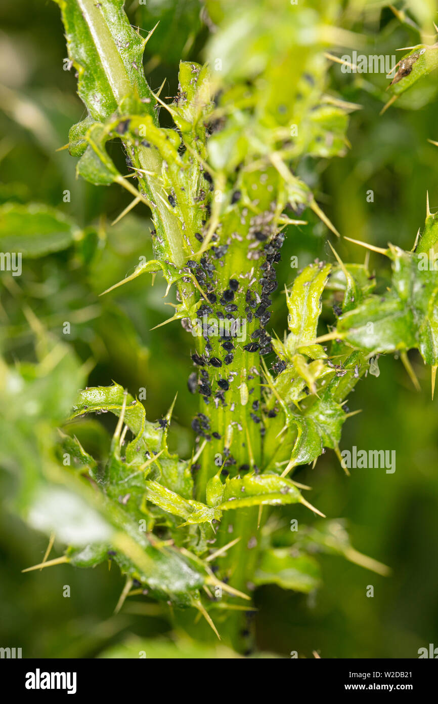 many small black insects on the plants Stock Photo - Alamy