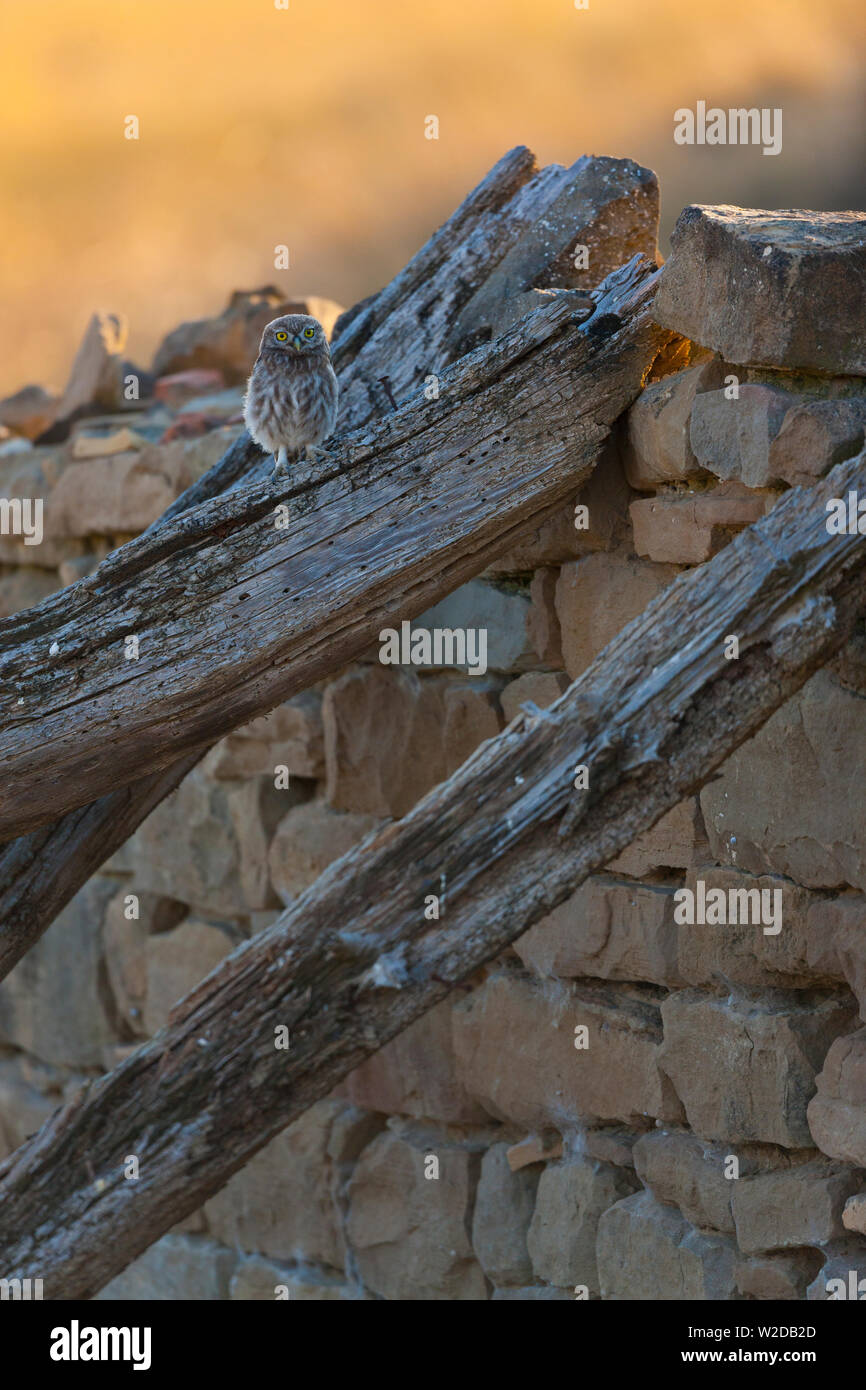 LITTLE OWL - MOCHUELO COMUN (Athene noctua Stock Photo - Alamy
