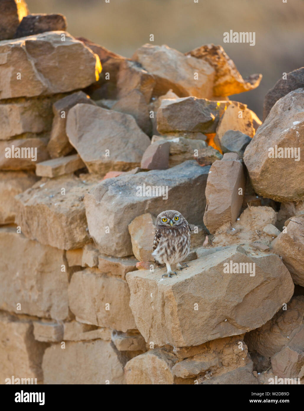 LITTLE OWL - MOCHUELO COMUN (Athene noctua Stock Photo - Alamy
