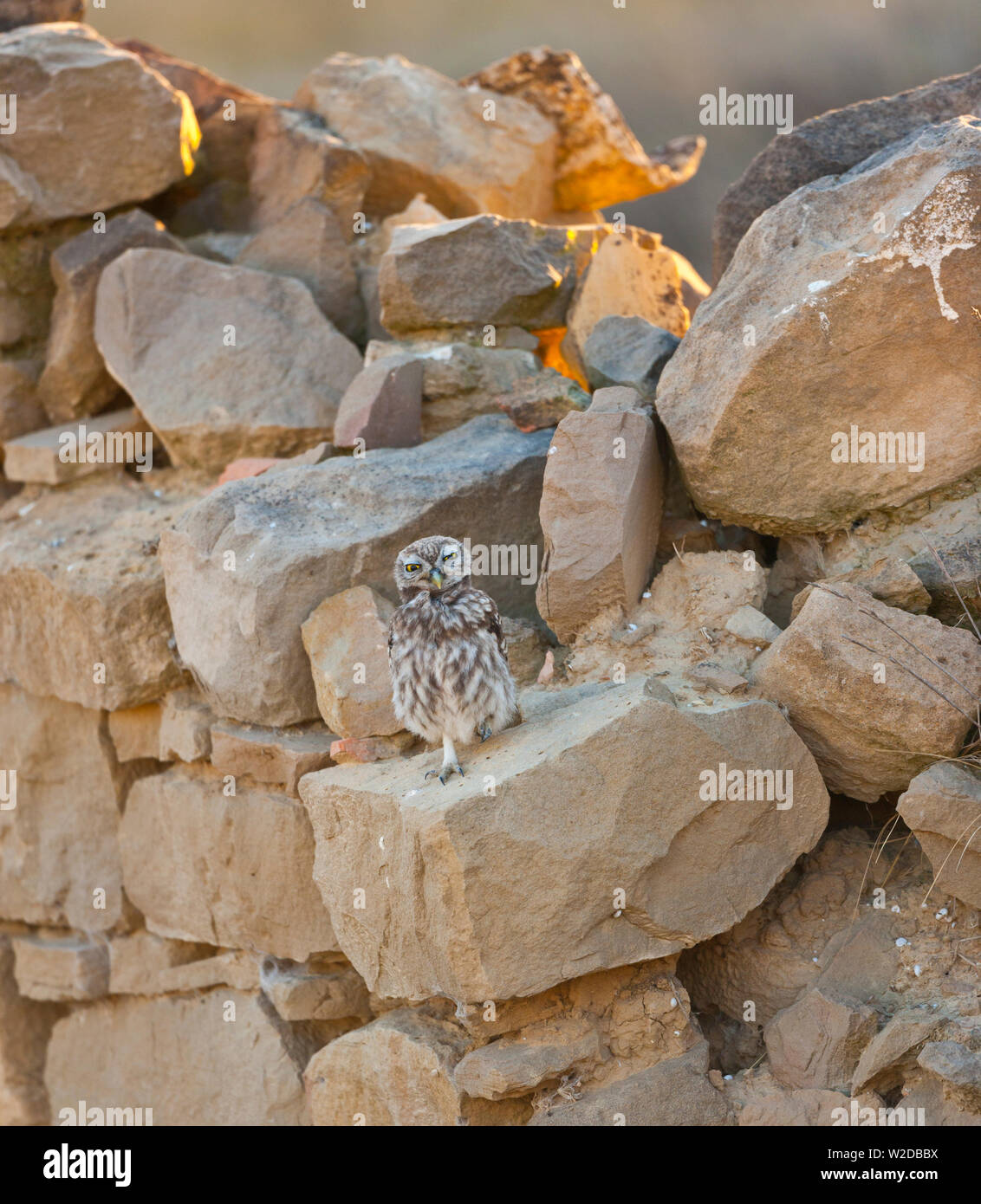 LITTLE OWL - MOCHUELO COMUN (Athene noctua Stock Photo - Alamy