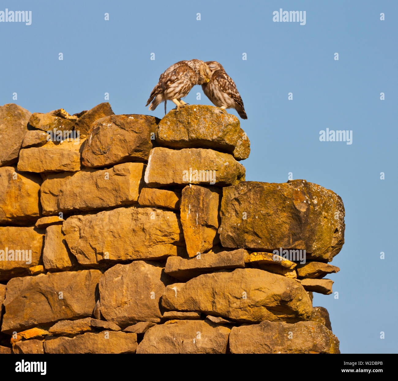 Mochuelo comun hi-res stock photography and images - Alamy