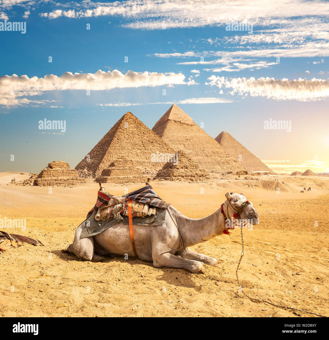 Tamed camel hi-res stock photography and images - Alamy
