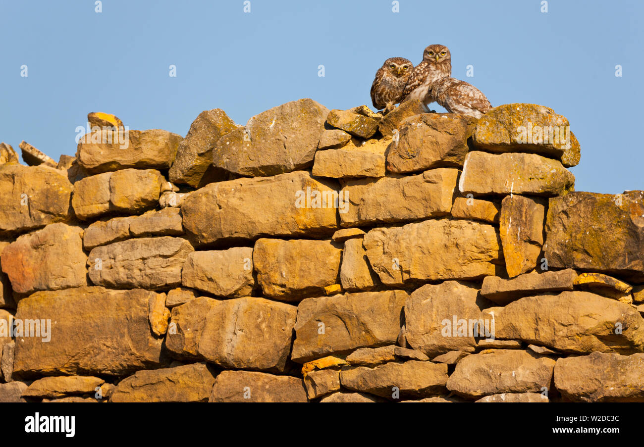 Mochuelo comun hi-res stock photography and images - Alamy