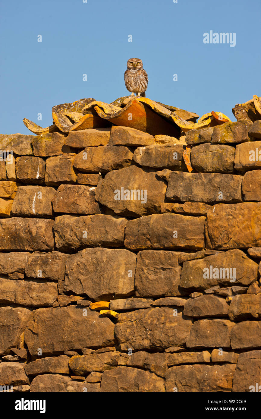 LITTLE OWL - MOCHUELO COMUN (Athene noctua Stock Photo - Alamy