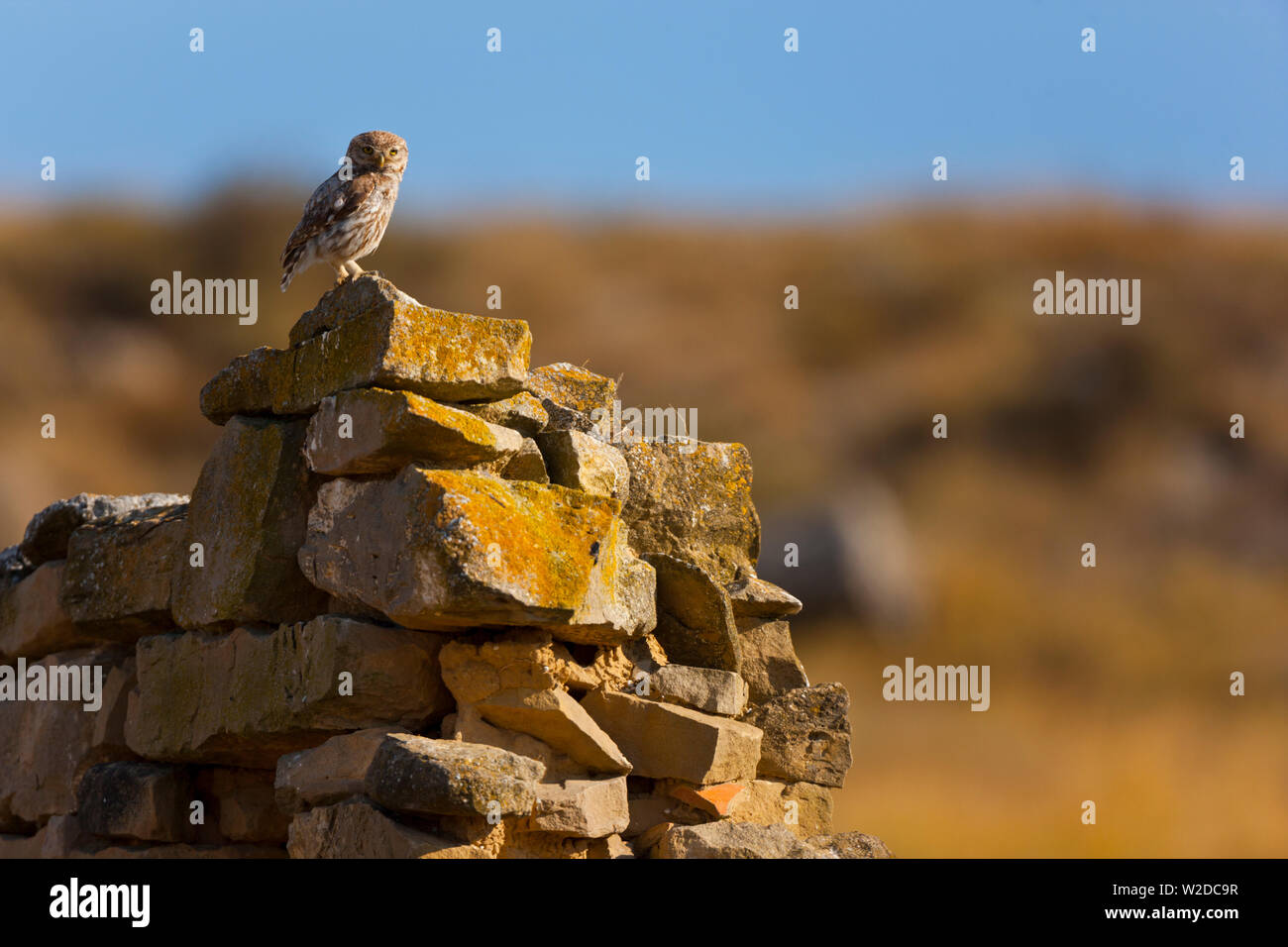 LITTLE OWL - MOCHUELO COMUN (Athene noctua Stock Photo - Alamy