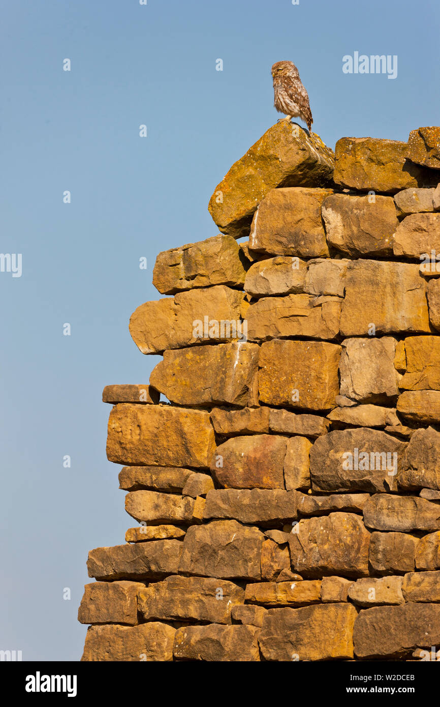 LITTLE OWL - MOCHUELO COMUN (Athene noctua Stock Photo - Alamy