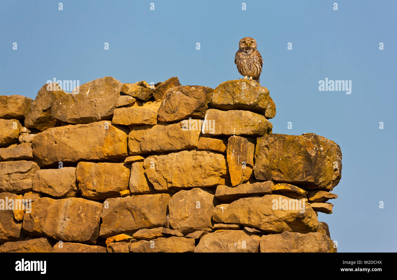 LITTLE OWL - MOCHUELO COMUN (Athene noctua Stock Photo - Alamy