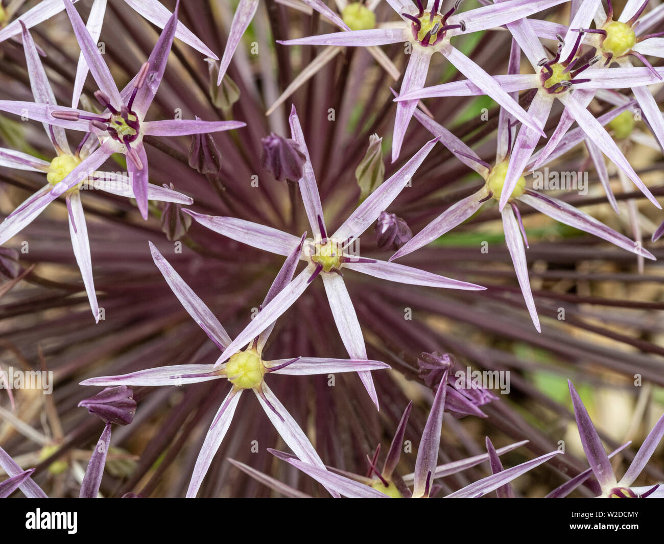 Globe shaped flowers hi-res stock photography and images - Alamy