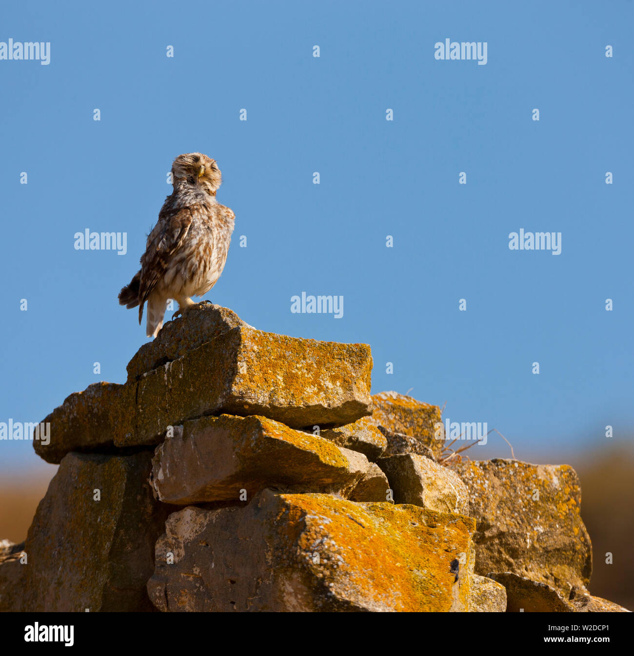 Mochuelo comun hi-res stock photography and images - Alamy