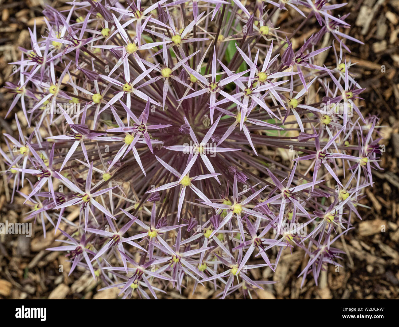 Globe shaped flowers hi-res stock photography and images - Alamy