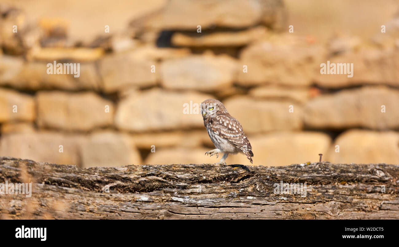 LITTLE OWL - MOCHUELO COMUN (Athene noctua Stock Photo - Alamy
