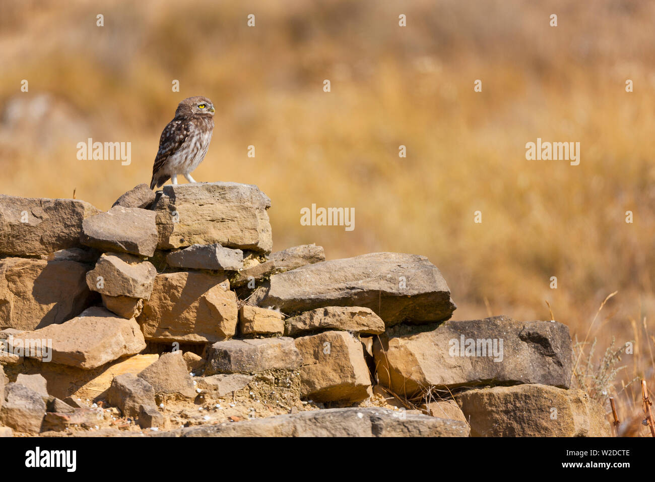 LITTLE OWL - MOCHUELO COMUN (Athene noctua Stock Photo - Alamy