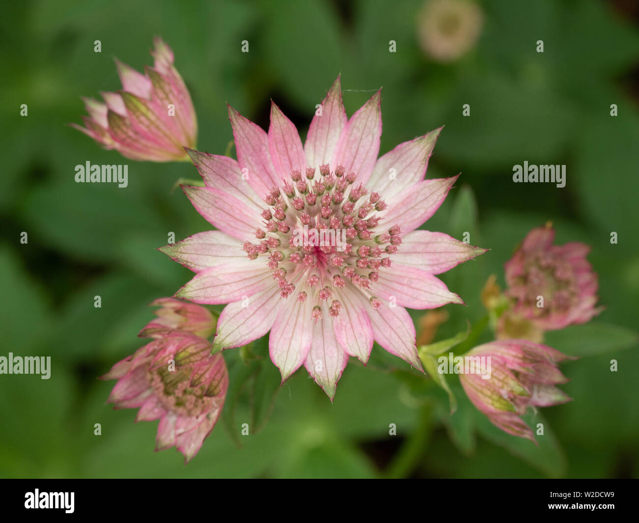 A close up of the pink flowers of Astrantia Roma Stock Photo - Alamy