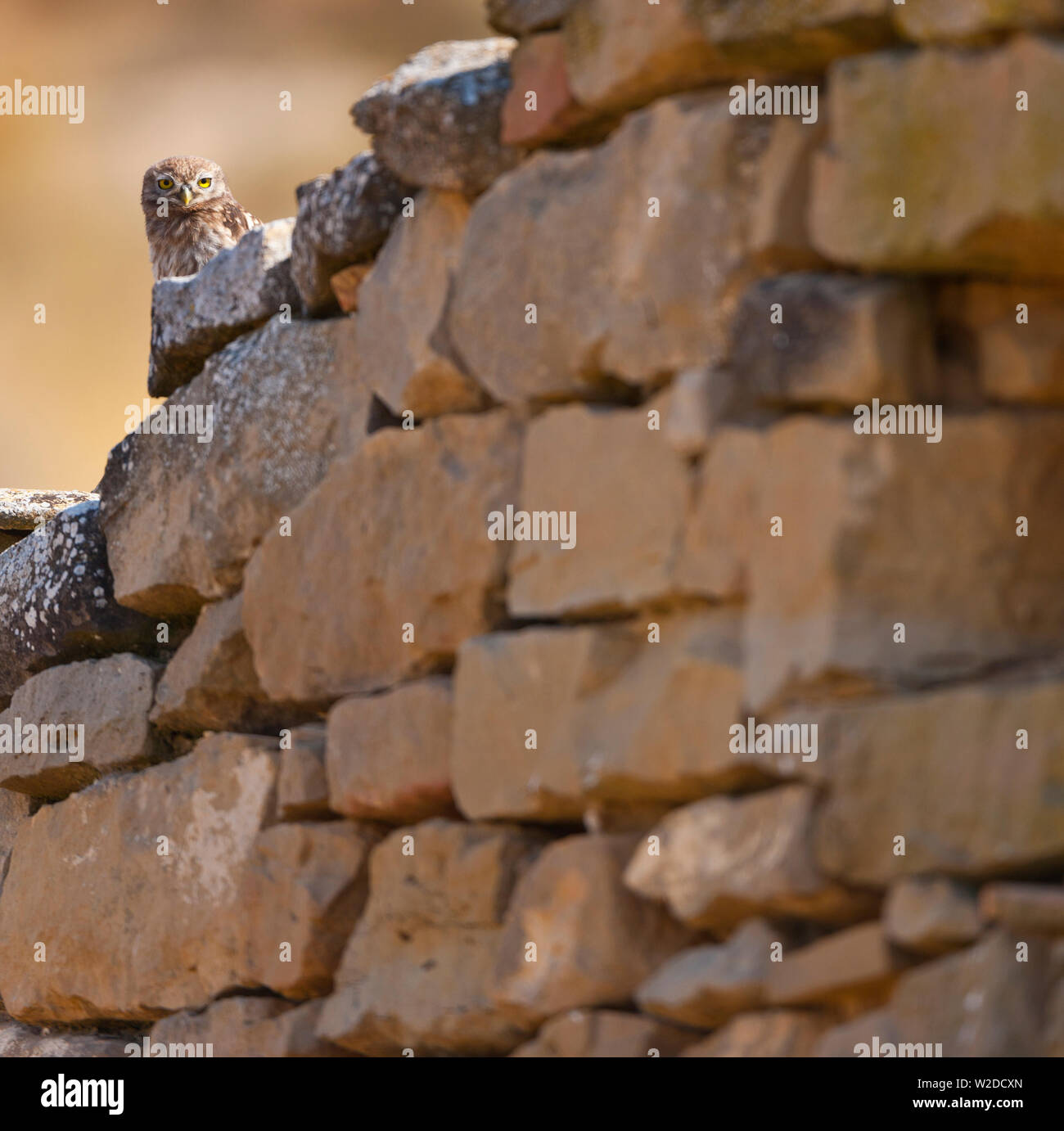 LITTLE OWL - MOCHUELO COMUN (Athene noctua Stock Photo - Alamy