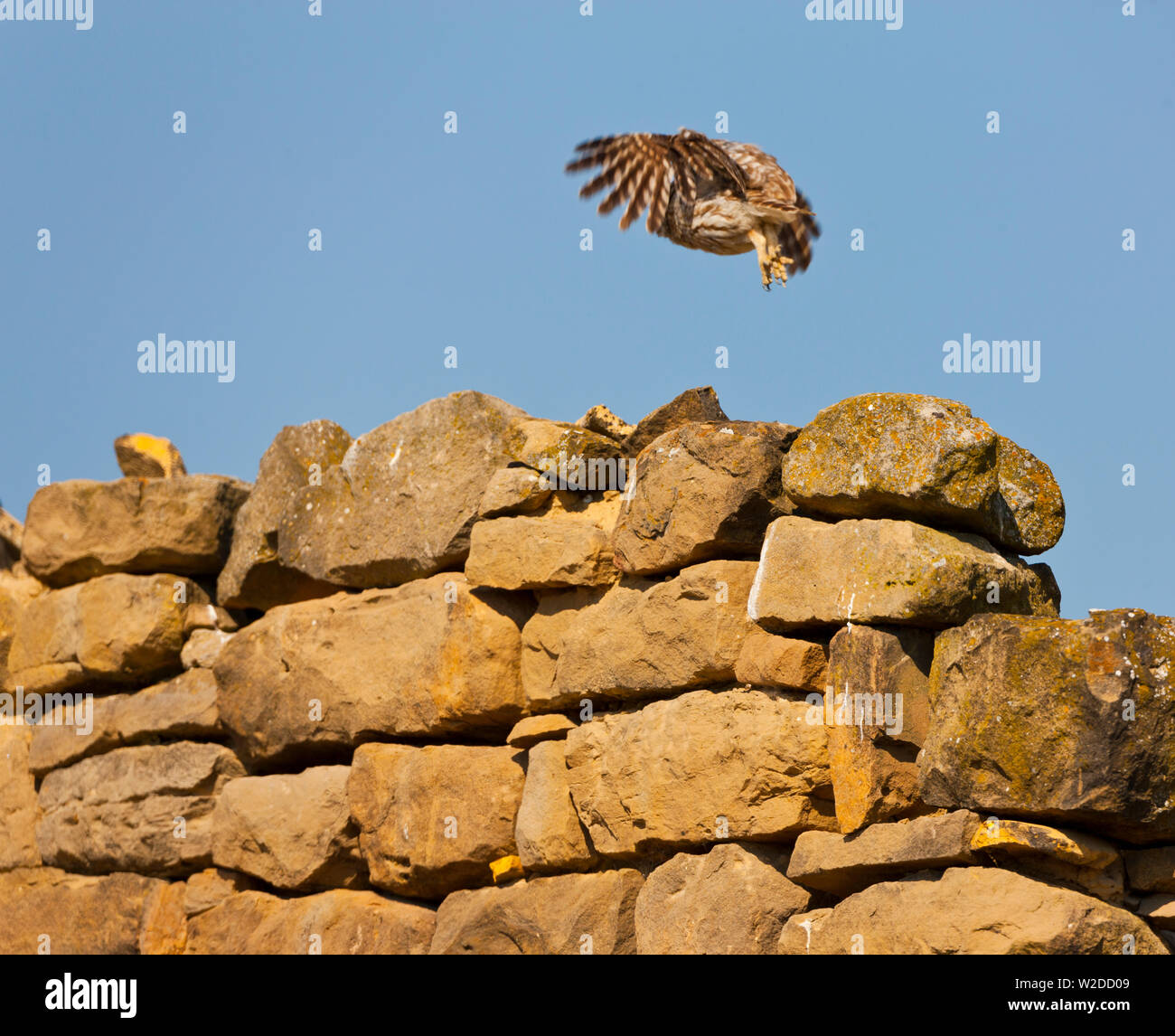 Mochuelo comun hi-res stock photography and images - Alamy