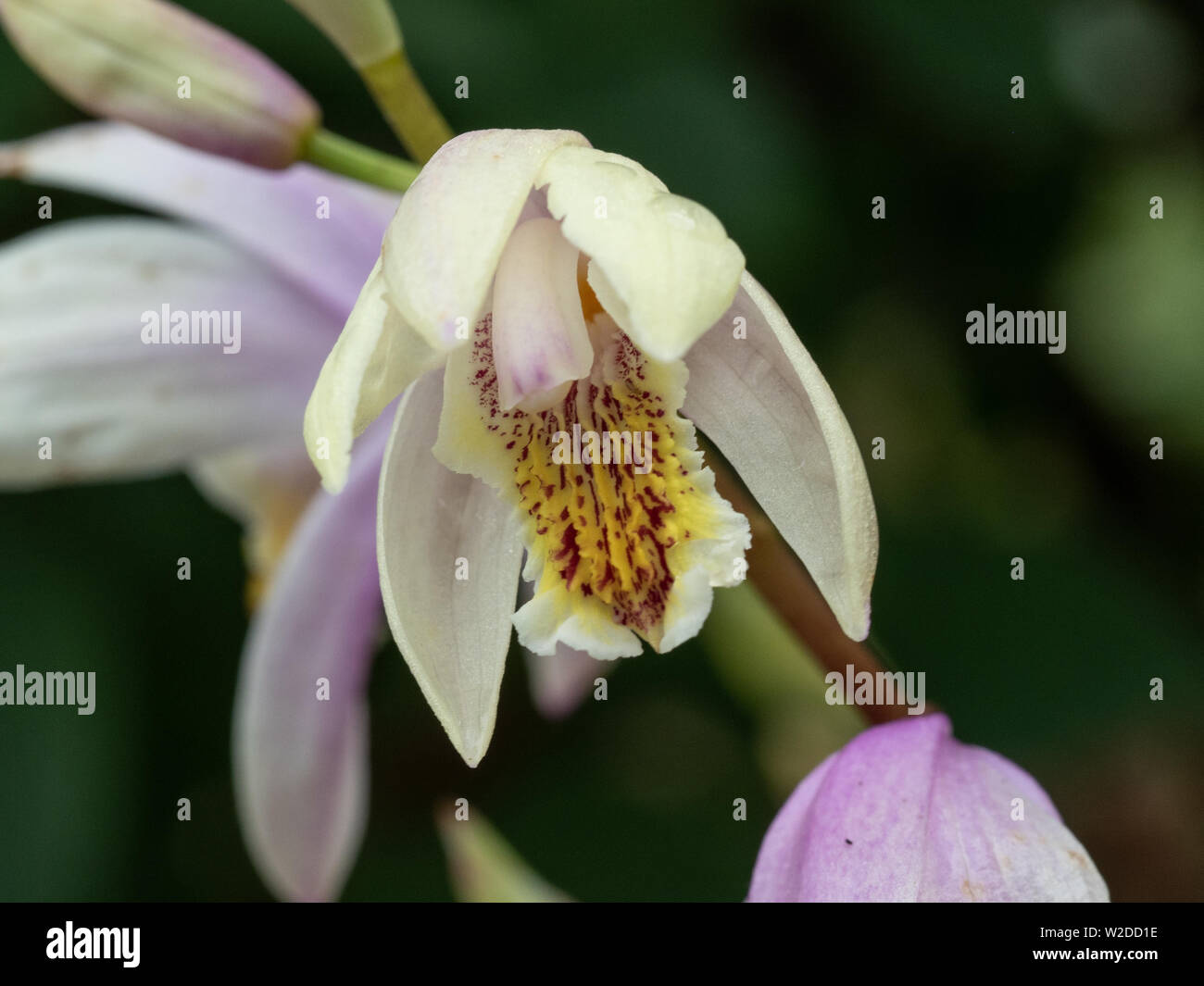 A close up of a single flower of the hardy orchid Bletilla Penway ...